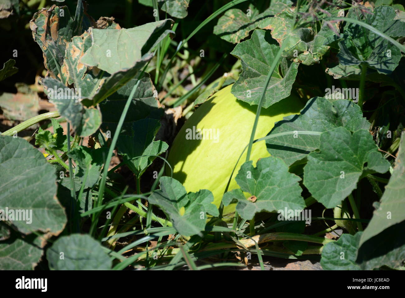 squash blossom,pumpkin,melon - spain Stock Photo - Alamy