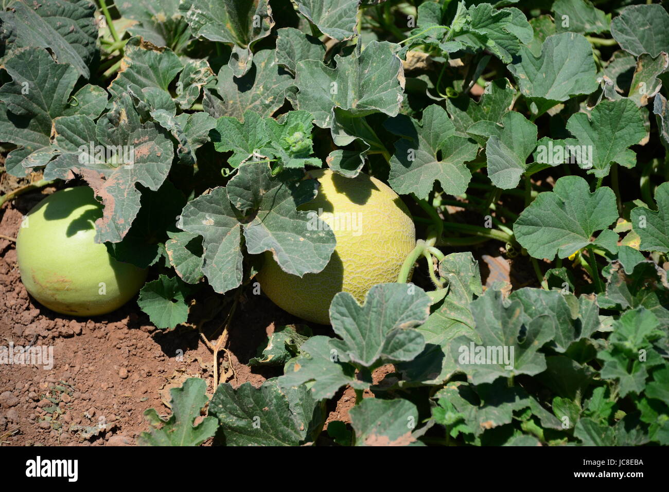 squash blossom,pumpkin,melon - spain Stock Photo - Alamy