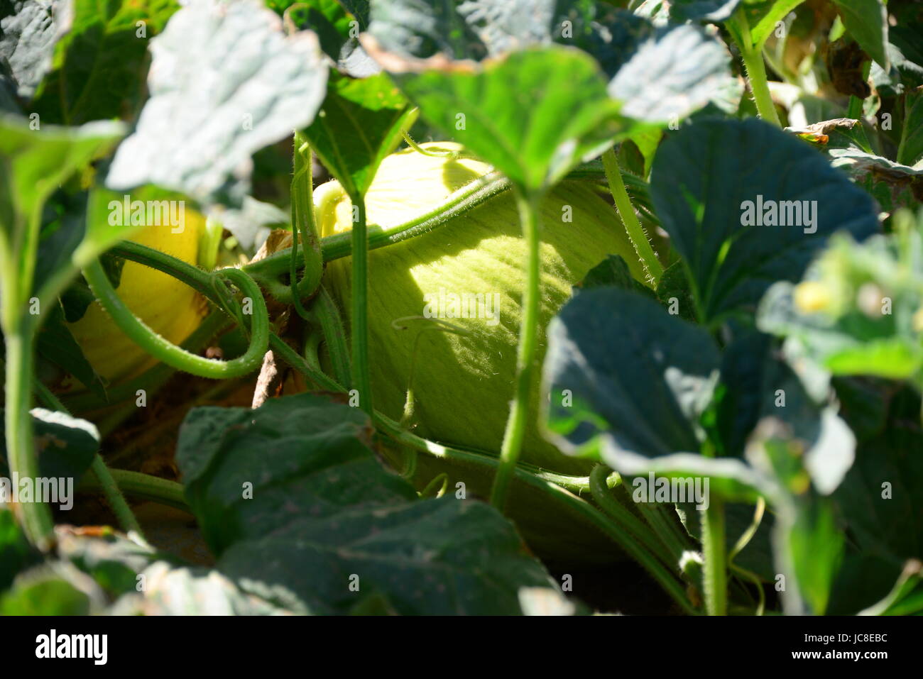 squash blossom,pumpkin,melon - spain Stock Photo - Alamy