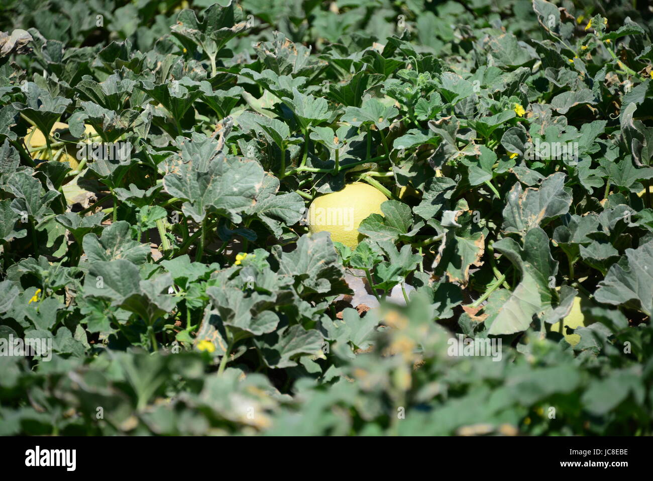 squash blossom,pumpkin,melon - spain Stock Photo - Alamy