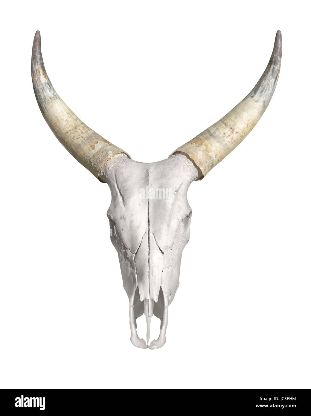 African animal head trophy hi-res stock photography and images - Alamy