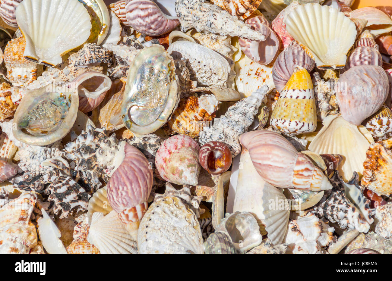 full frame high angle shot showing lots of seashells Stock Photo - Alamy