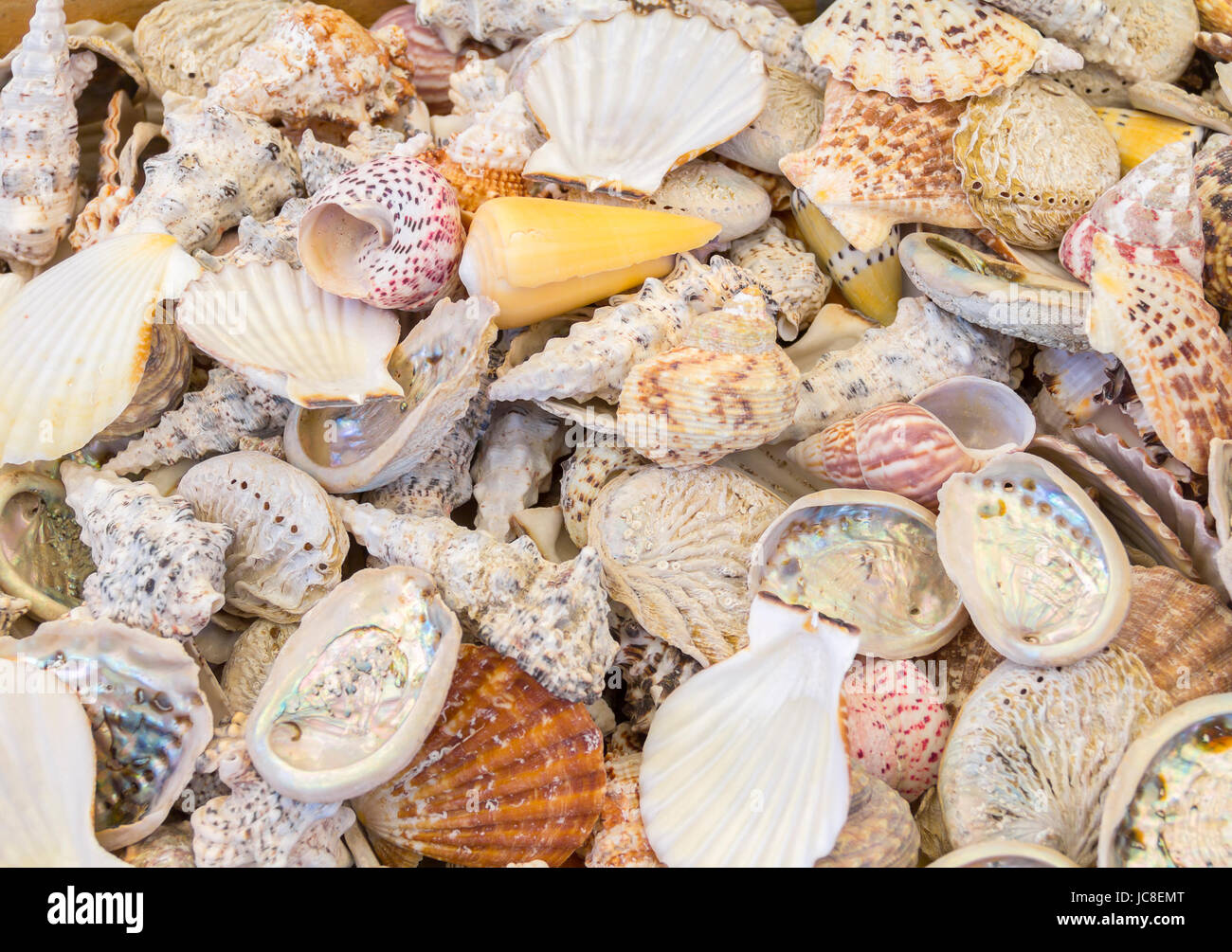 full frame high angle shot showing lots of seashells Stock Photo - Alamy