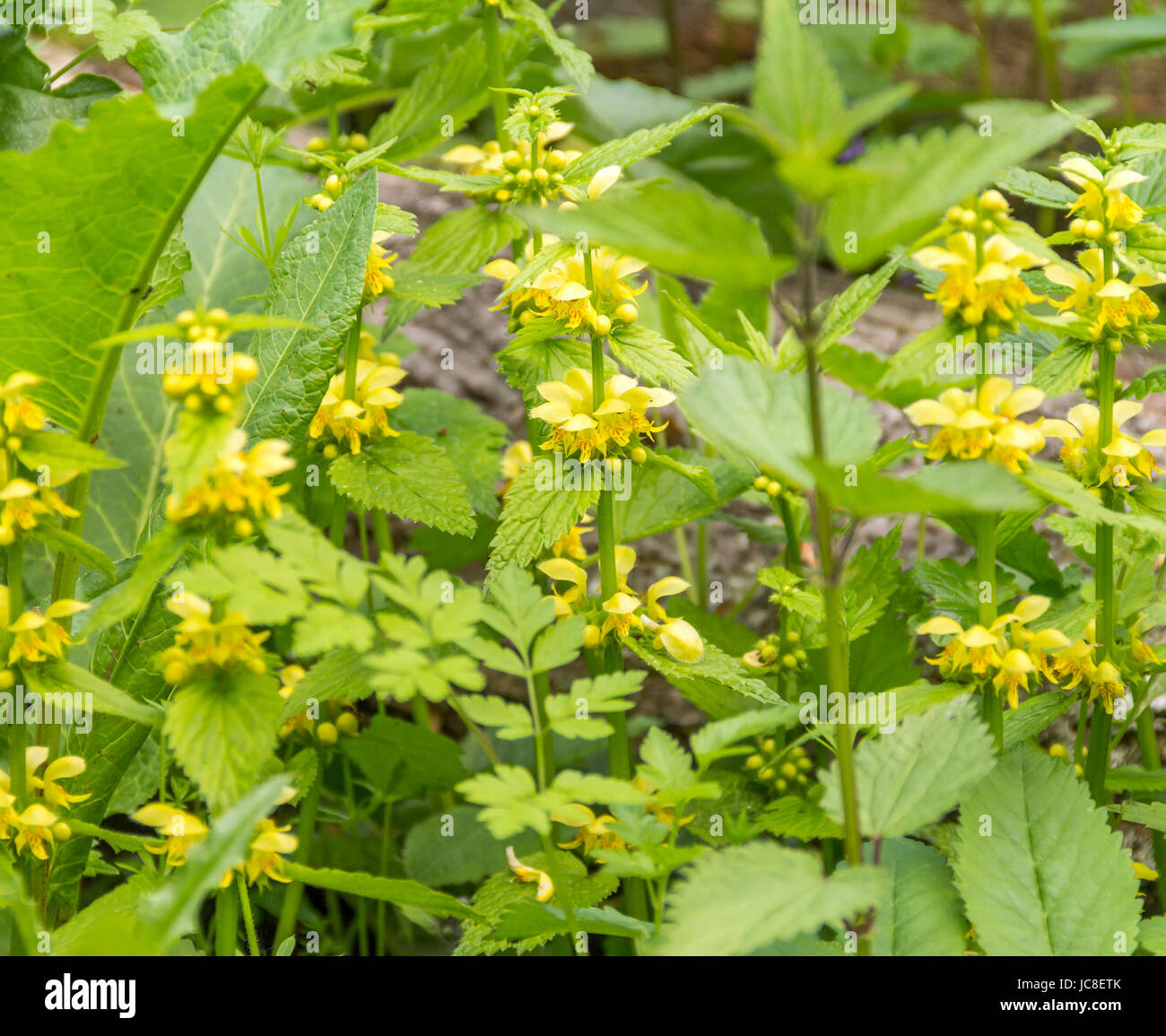 Yellow dead nettle hi-res stock photography and images - Alamy