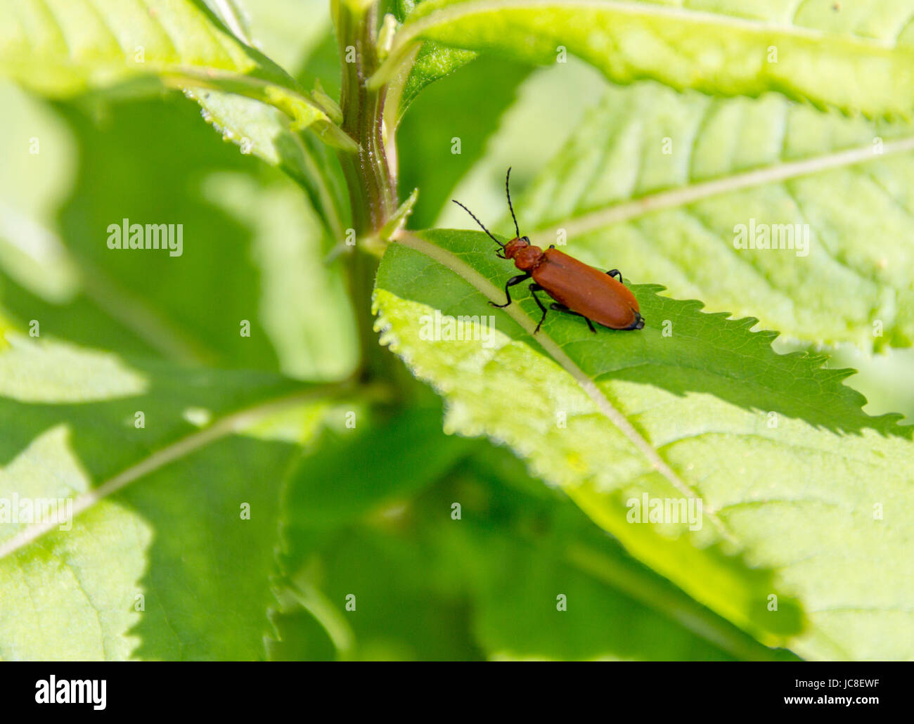 red headed Cardinal beetle on green leaf in sunny ambiance Stock Photo ...