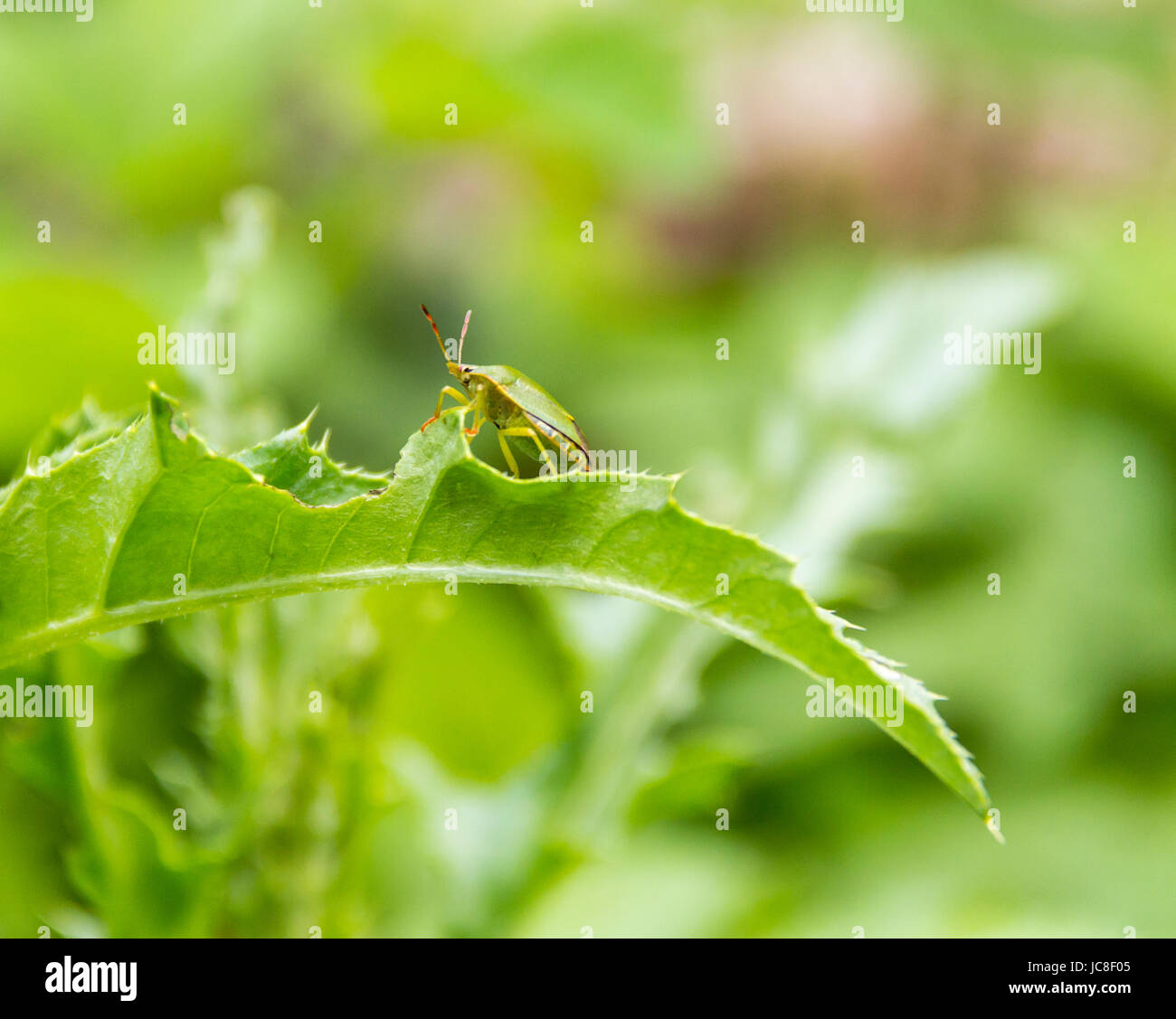 Green shield bug on a plant leaf in sunny ambiance Stock Photo - Alamy
