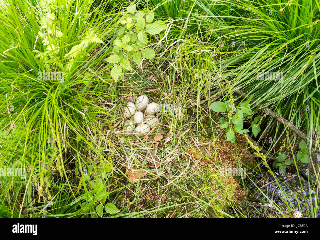 nest of a duck with some eggs in natural ambiance seen from above Stock ...