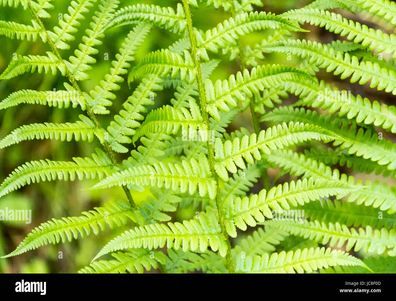 full frame fern fronds closeup Stock Photo - Alamy
