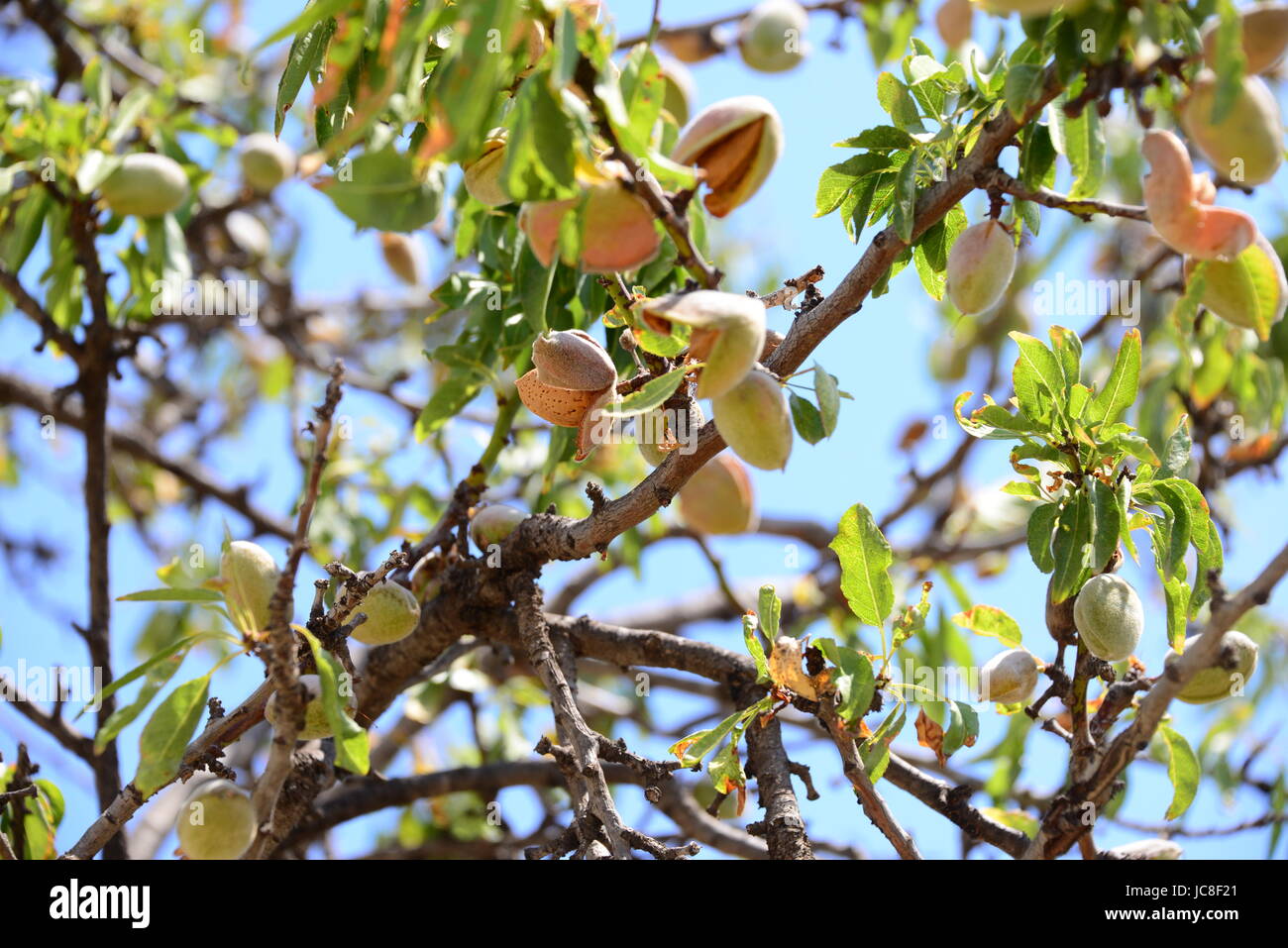 almond just before the harvest - spain Stock Photo - Alamy
