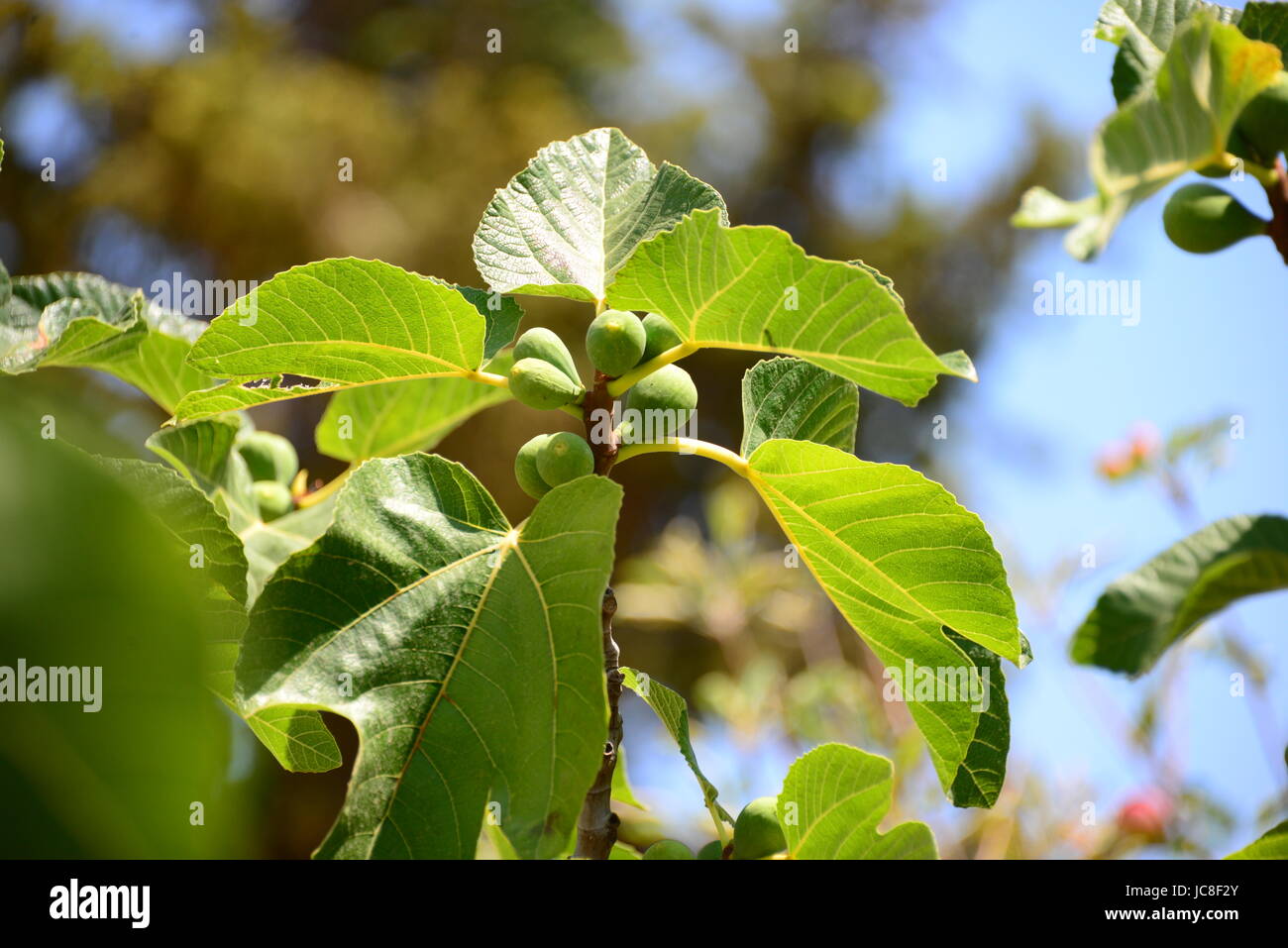 figs am tree - spain Stock Photo - Alamy