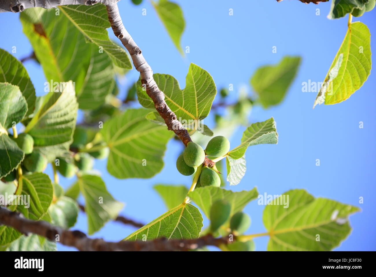autumn foliage fig tree Stock Photo - Alamy