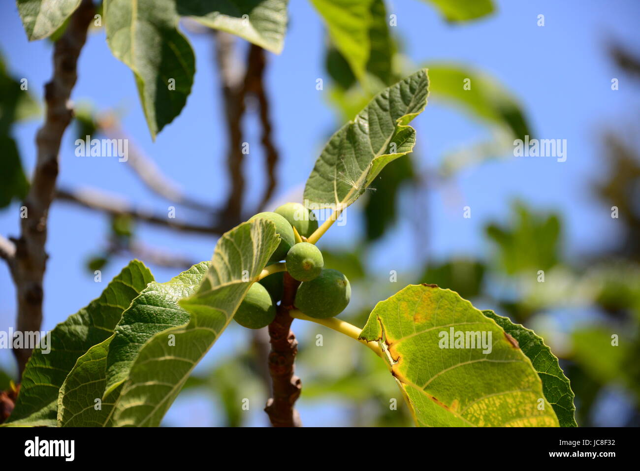 figs am tree - spain Stock Photo - Alamy