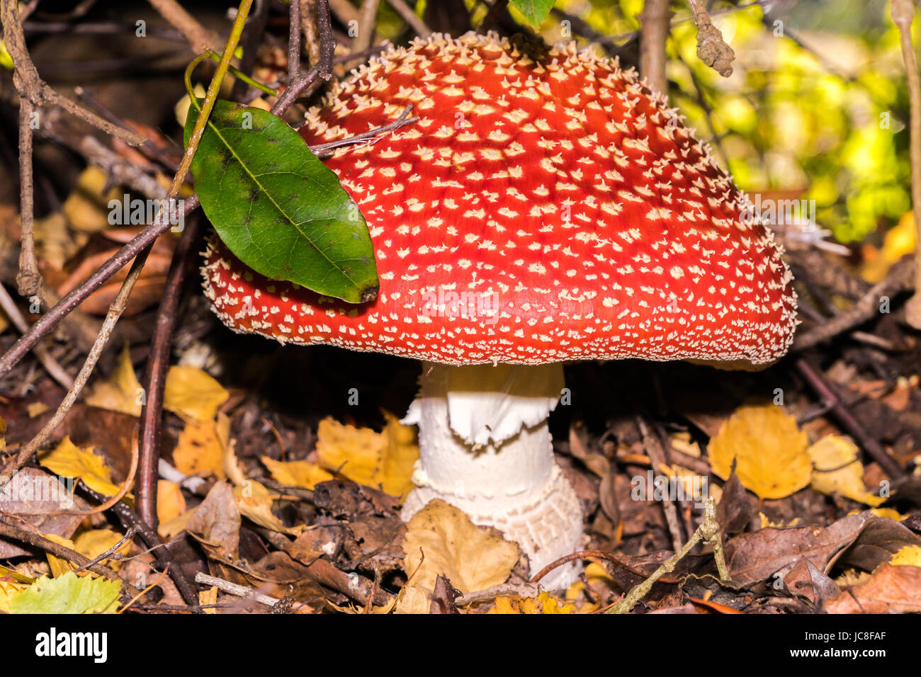Closeup red fungus hidden in the bush in tasmania australia Stock Photo ...