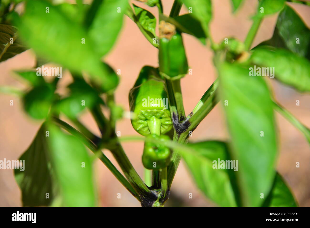 paprika capsicum peperoni Stock Photo - Alamy