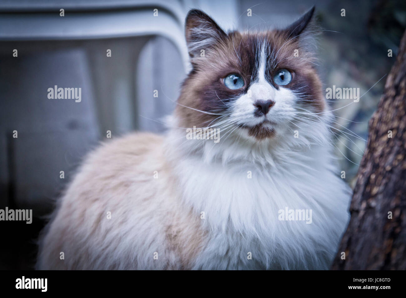 Ragdoll persian cat hi-res stock photography and images - Alamy