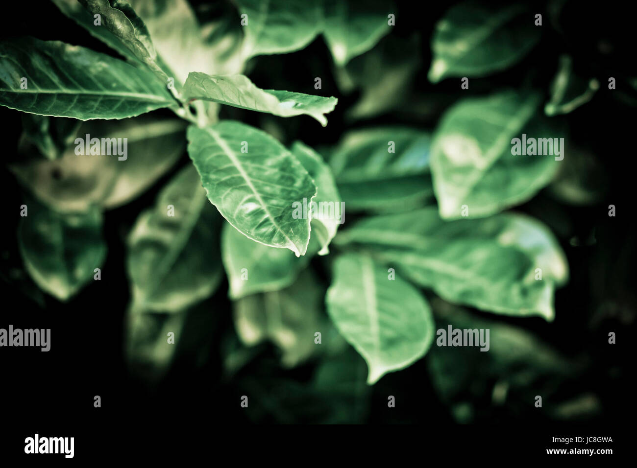 Differential focus nature hi-res stock photography and images - Alamy