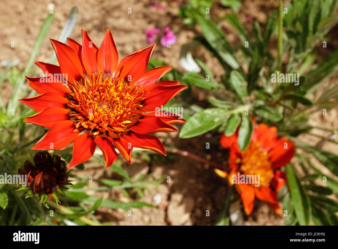 Deep red gazania flower open in full sun, growing in a flower bed Stock ...