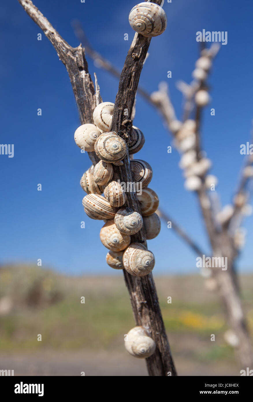 snail shells nature Stock Photo - Alamy