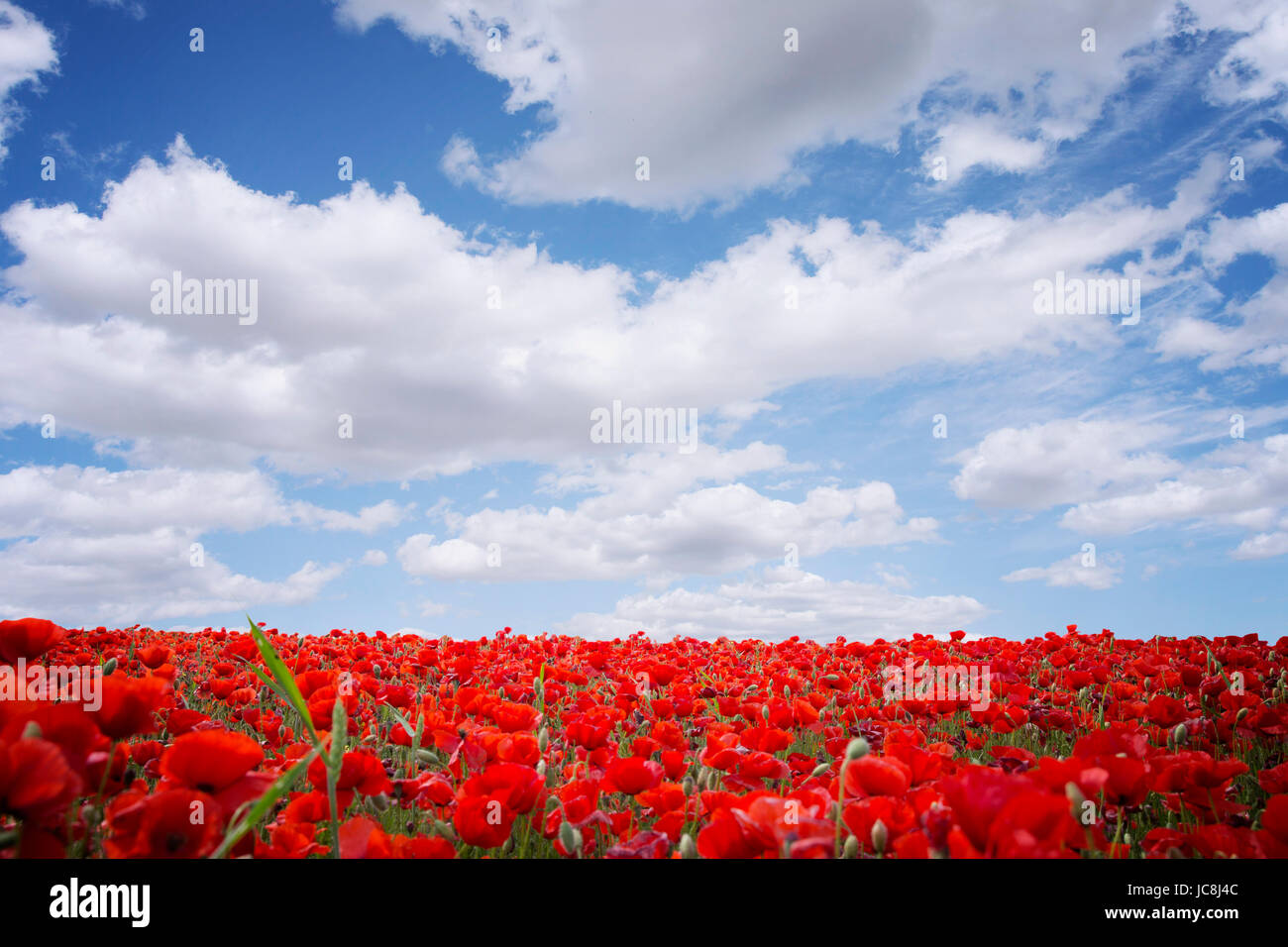 Background of a very colored poppies field Stock Photo - Alamy