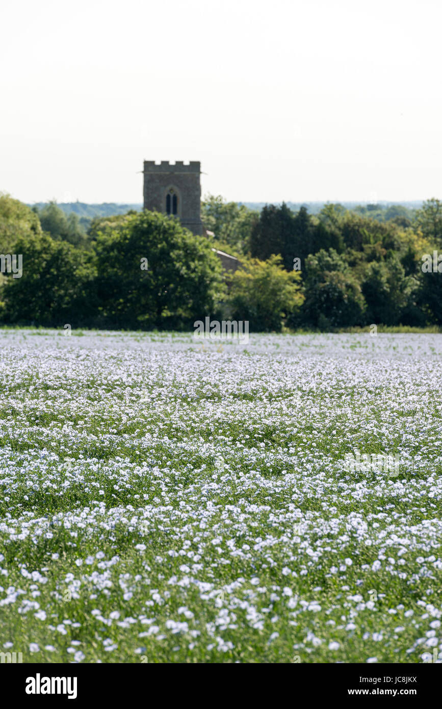 Linseed field in sunshine hi-res stock photography and images - Alamy