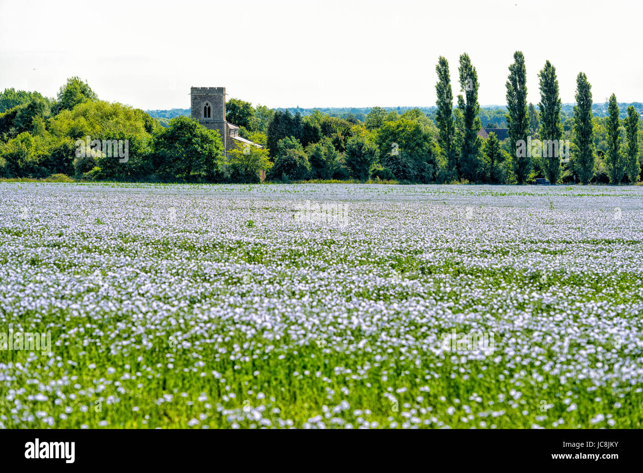 Linseed field in sunshine hi-res stock photography and images - Alamy