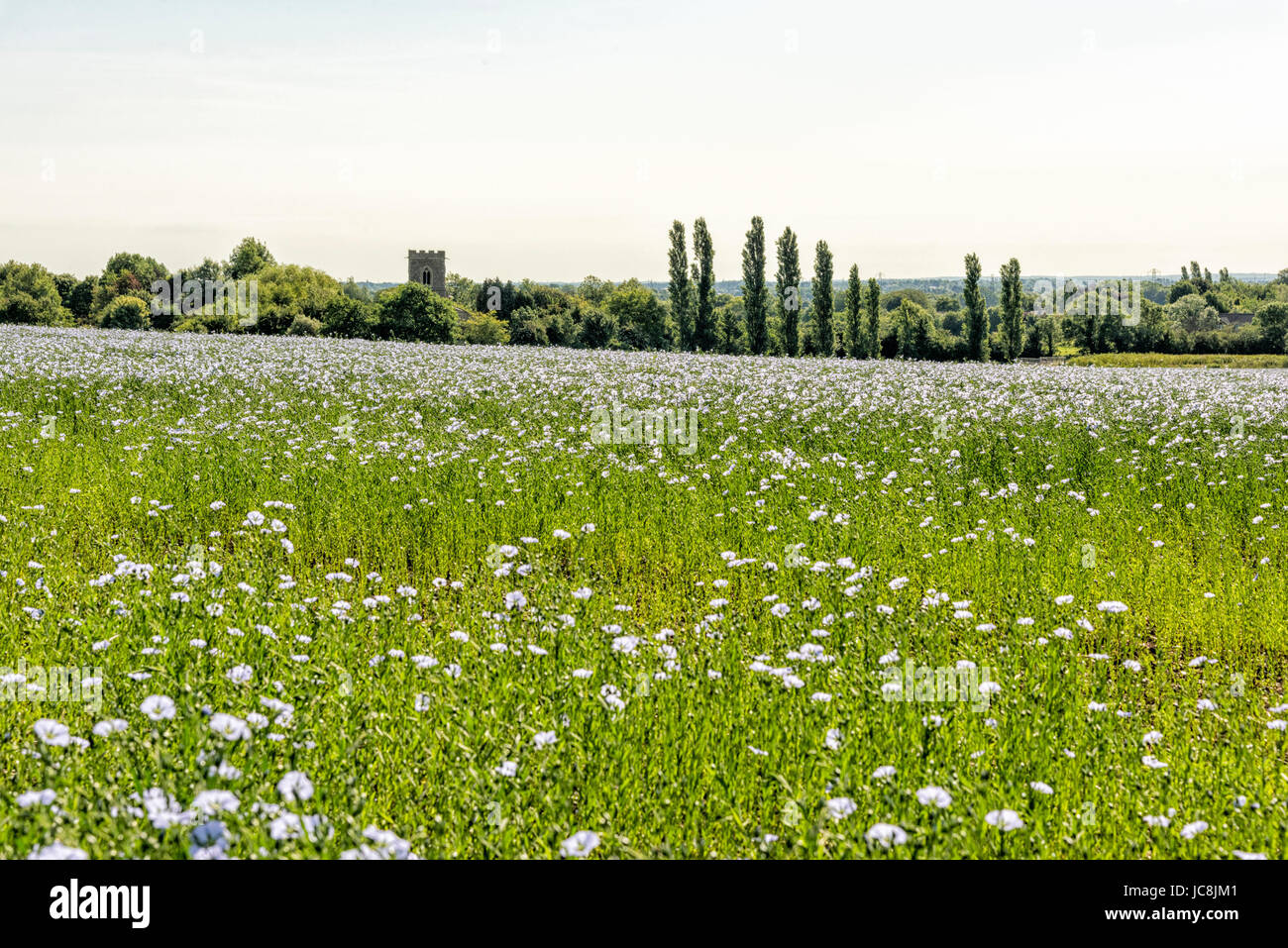 Linseed field in sunshine hi-res stock photography and images - Alamy