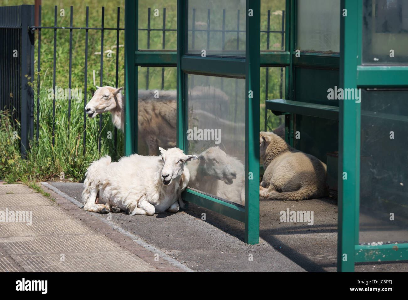 Comedic sheep hi-res stock photography and images - Alamy