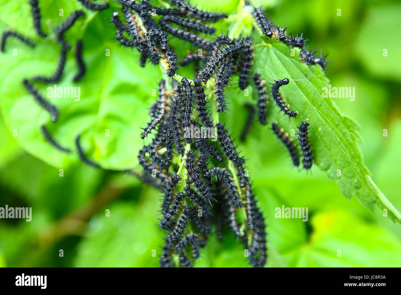 Caterpillars brown tailed moths hi-res stock photography and images - Alamy