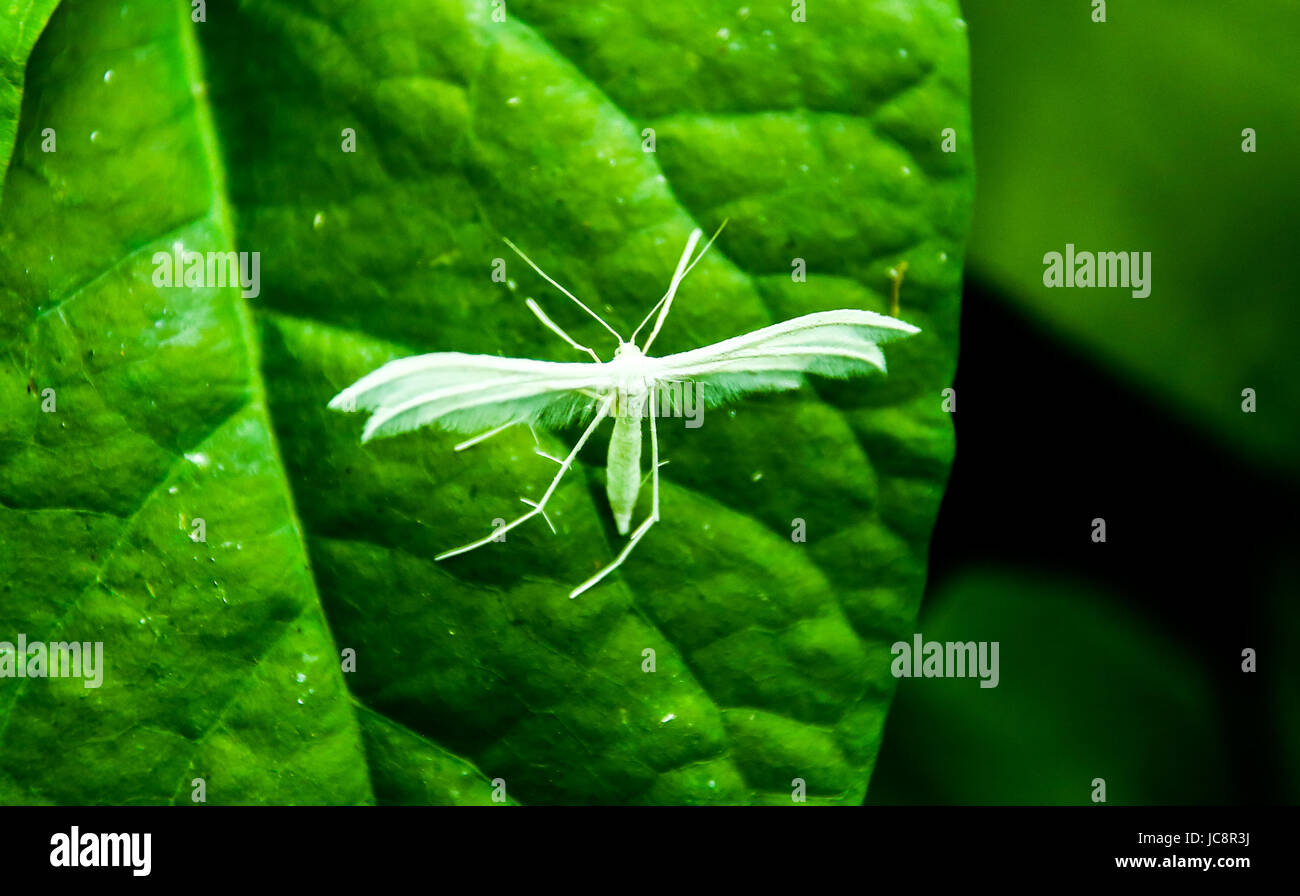 Biotope ant hi-res stock photography and images - Alamy