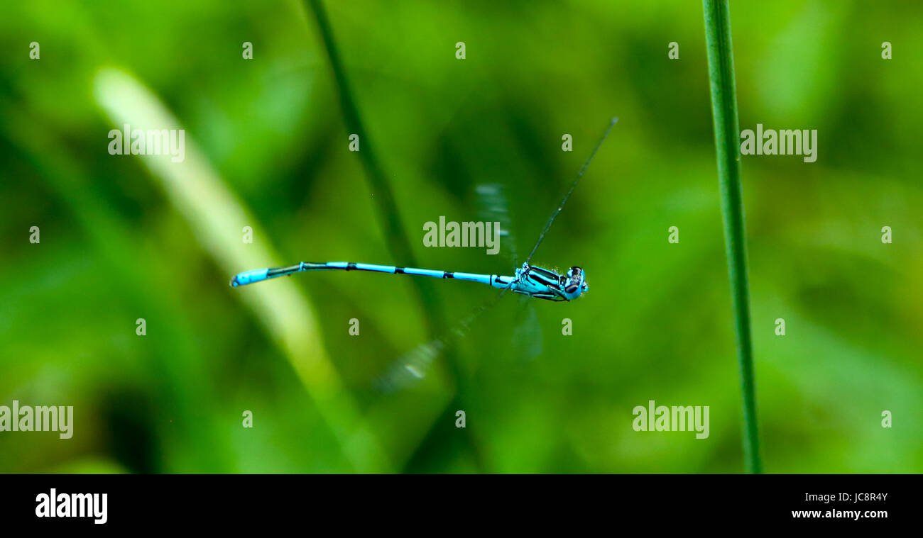 Mazovia, Poland. 14th June, 2017. Poland, Mazovia, 14th June 2017 ...