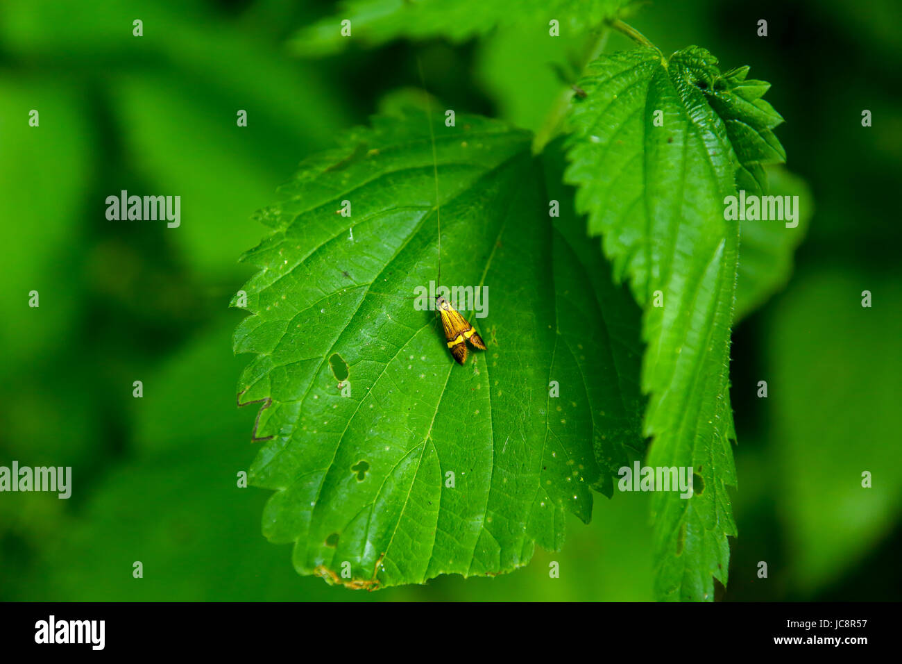 Moths of poland hi-res stock photography and images - Alamy