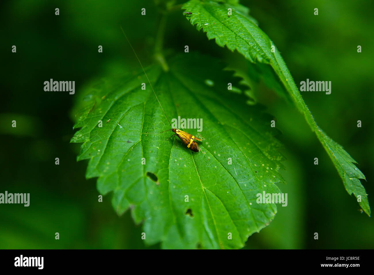 Caterpillars brown tailed moths hi-res stock photography and images - Alamy