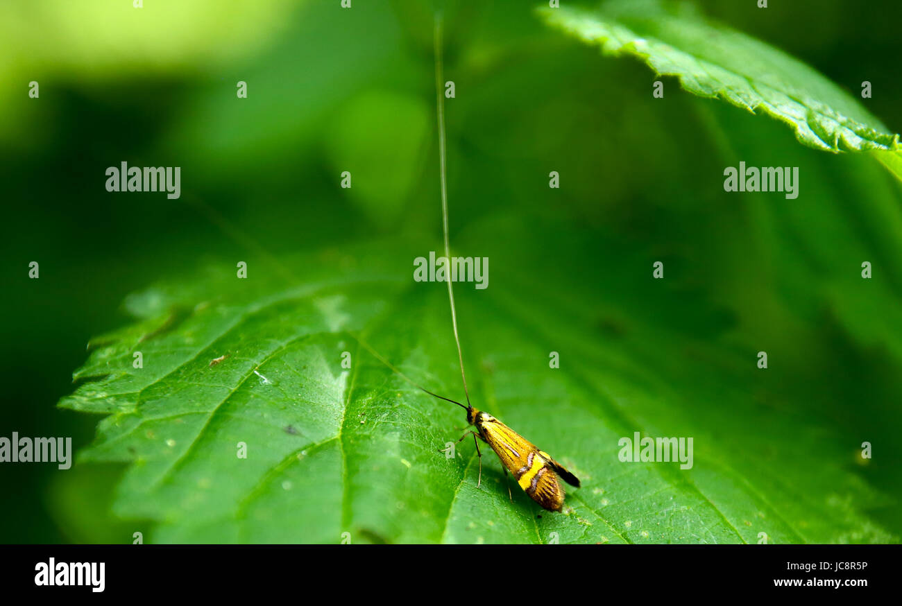 Mazovia, Poland. 14th June, 2017. Poland, Mazovia, 14th June 2017 ...