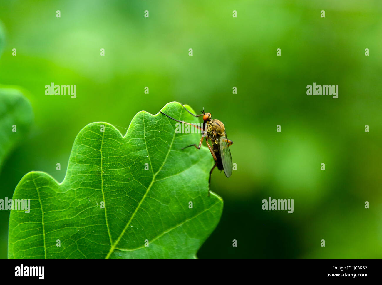 Mazovia, Poland. 14th June, 2017. Poland, Mazovia, 14th June 2017 ...