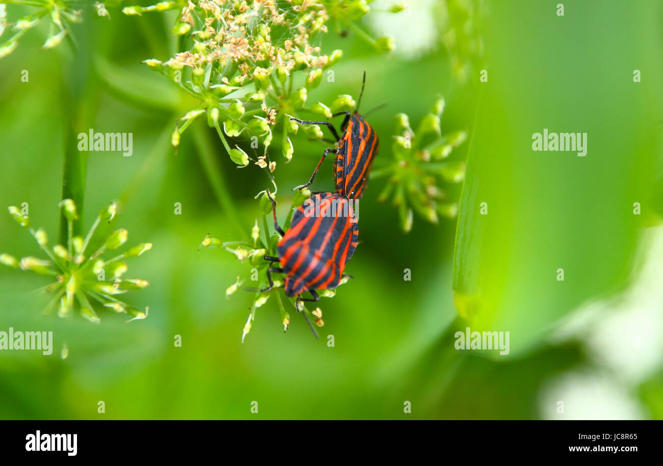 Caterpillars brown tailed moths hi-res stock photography and images - Alamy