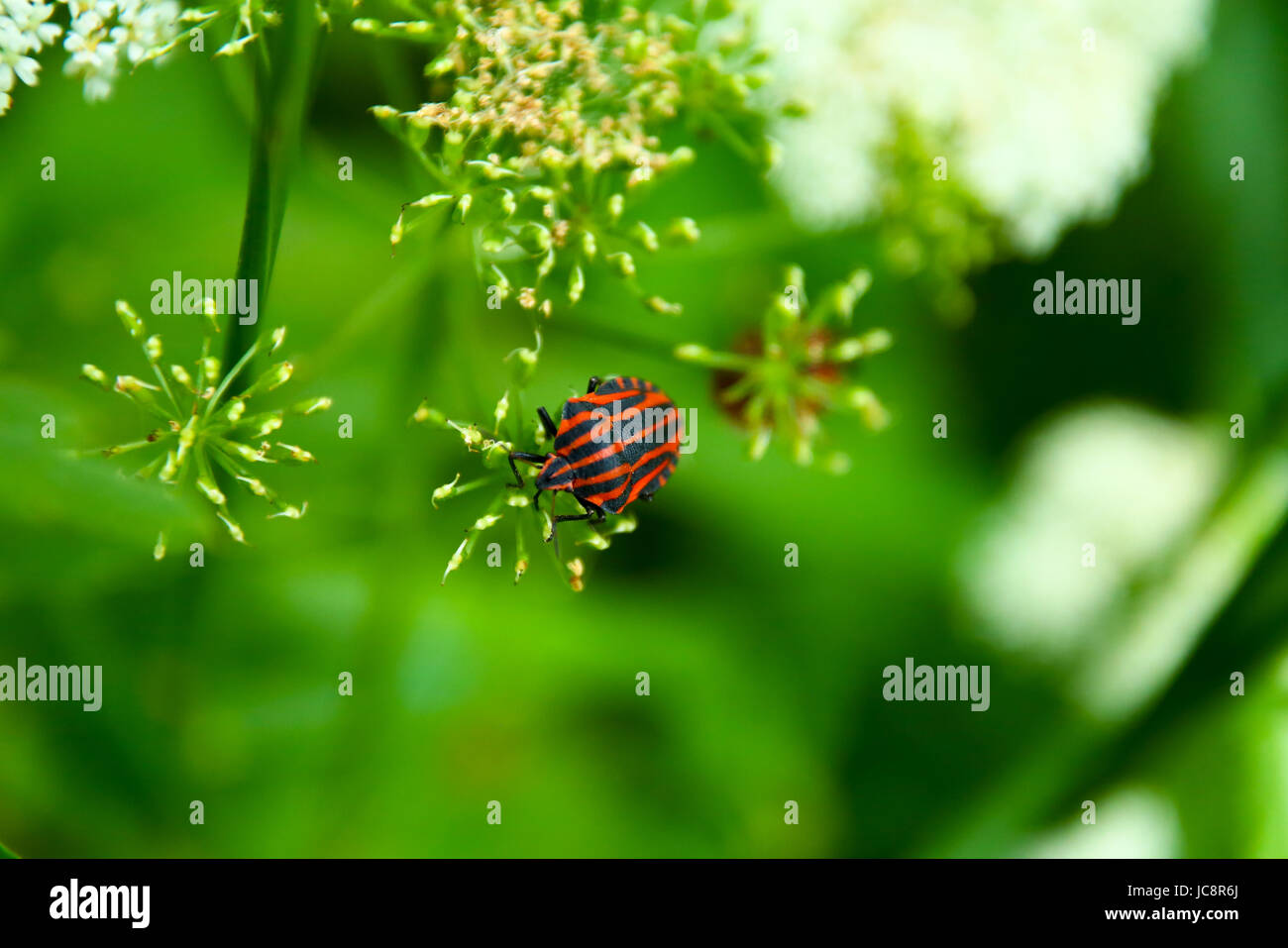Caterpillars brown tailed moths hi-res stock photography and images - Alamy