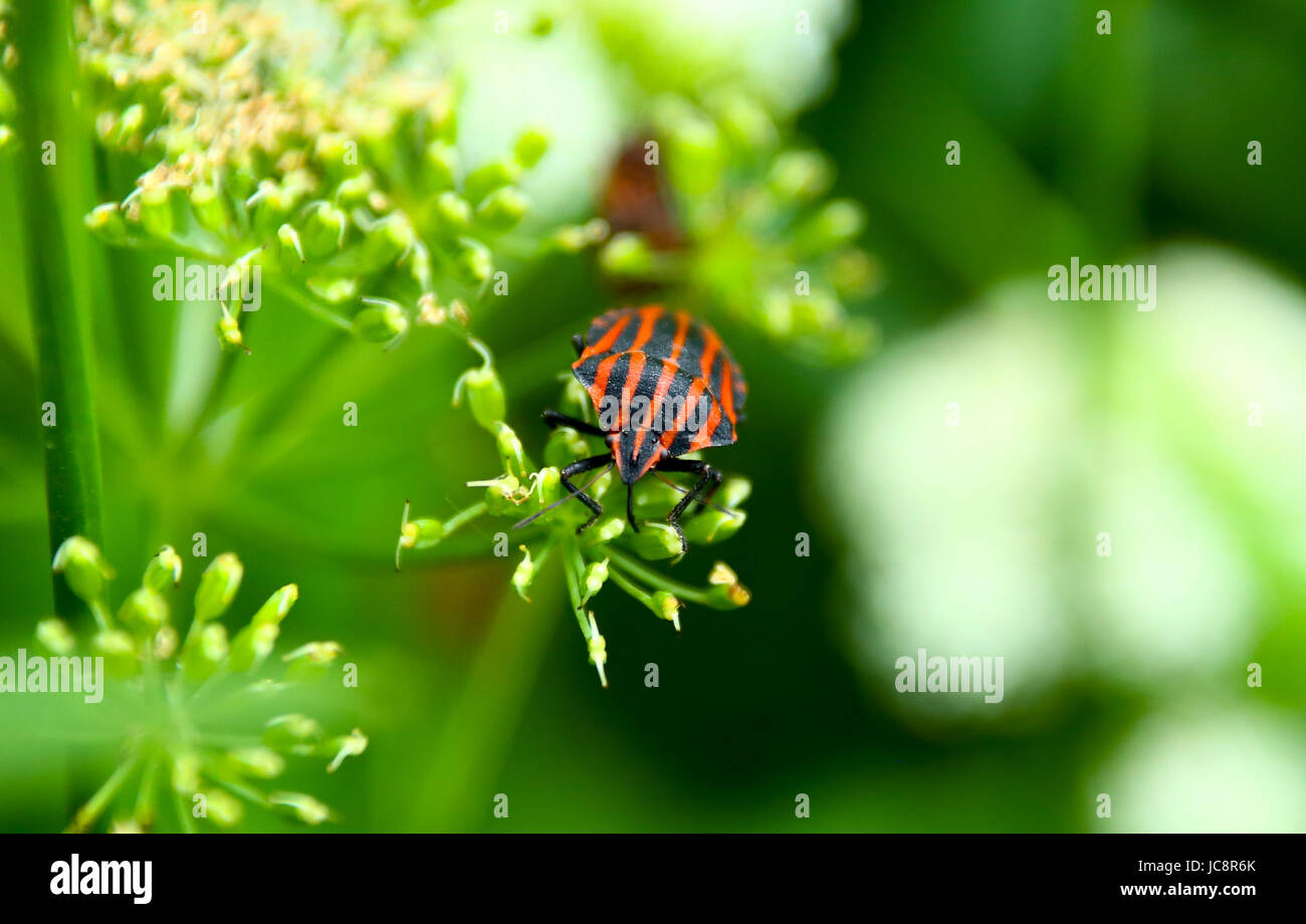 Caterpillars brown tailed moths hi-res stock photography and images - Alamy
