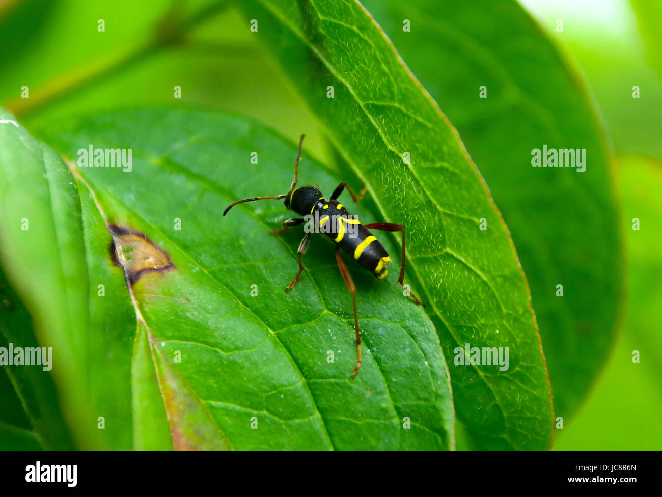 Moths of poland hi-res stock photography and images - Alamy