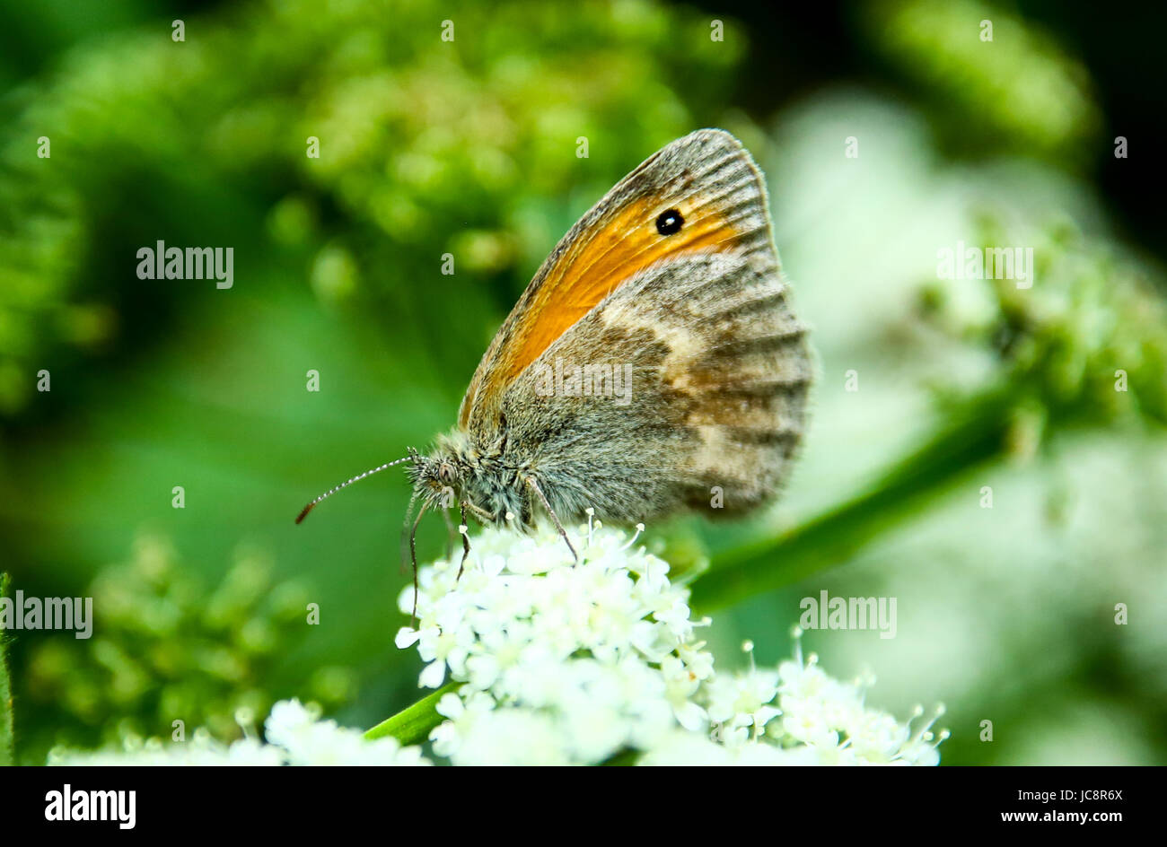 Mazovia, Poland. 14th June, 2017. Poland, Mazovia, 14th June 2017 ...