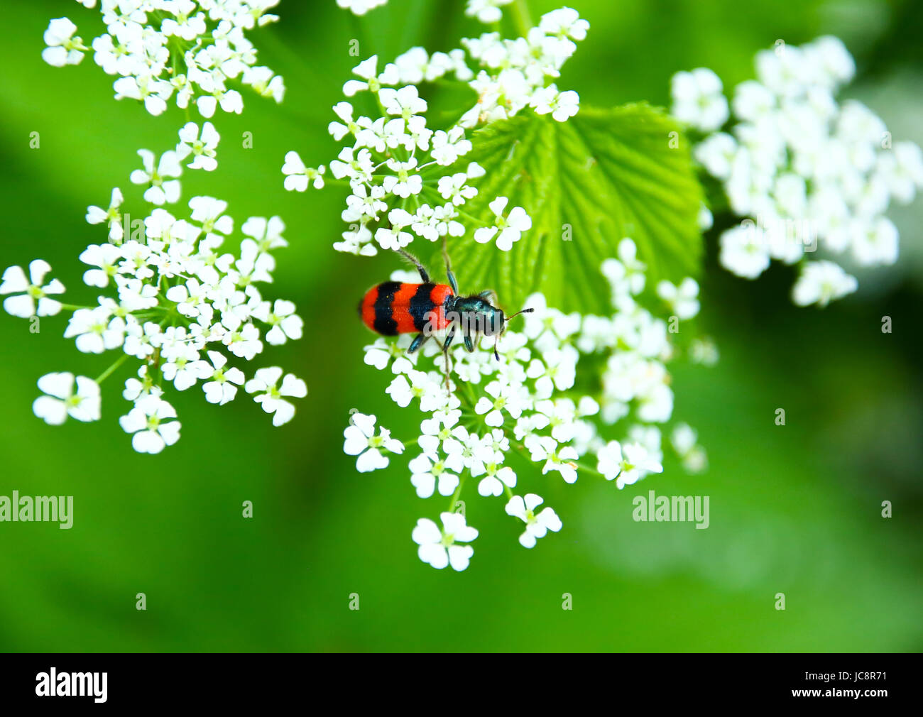 Caterpillars brown tailed moths hi-res stock photography and images - Alamy