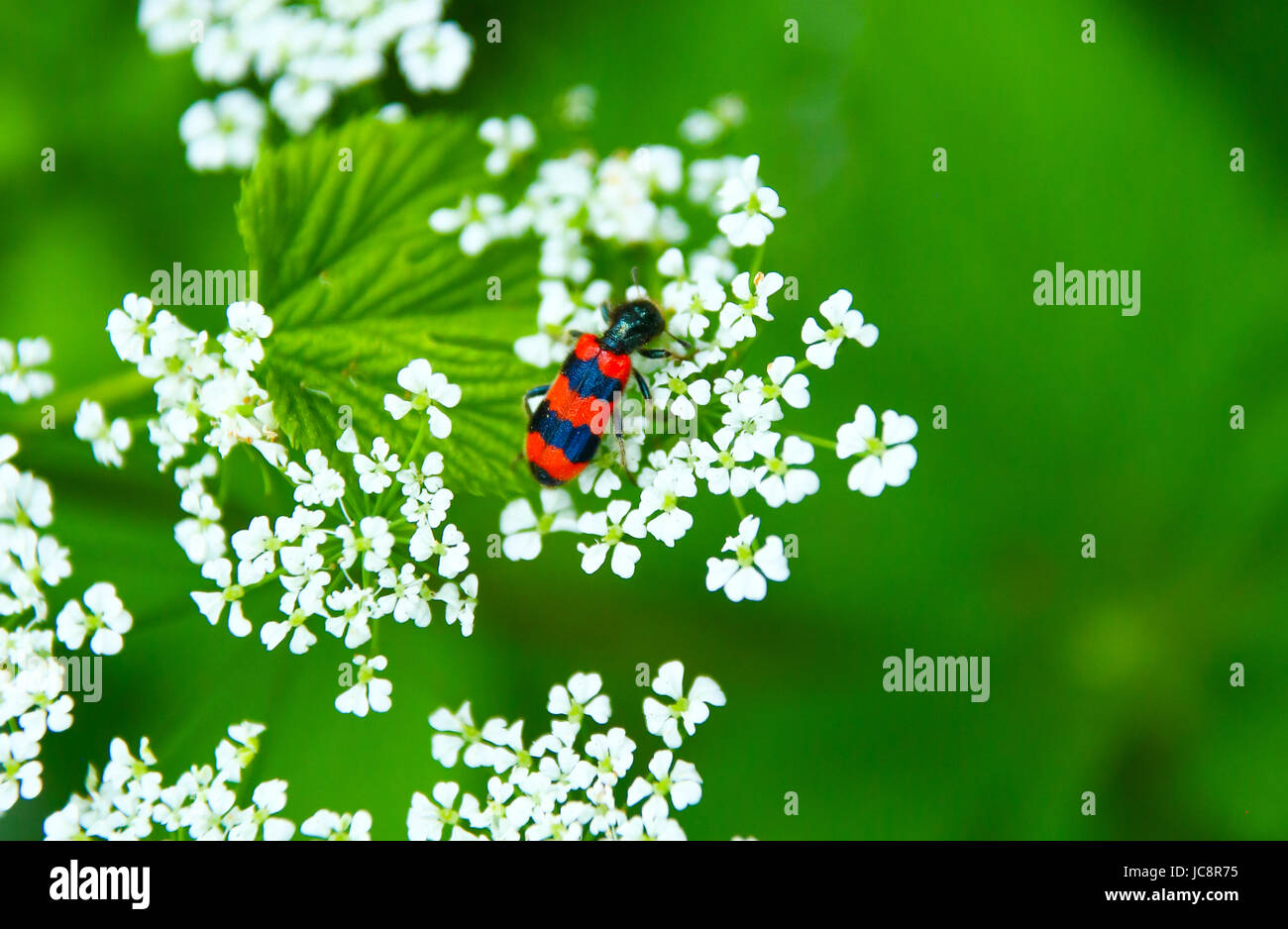 Mazovia, Poland. 14th June, 2017. Poland, Mazovia, 14th June 2017 ...