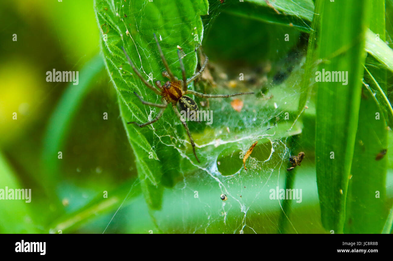 Caterpillars brown tailed moths hi-res stock photography and images - Alamy
