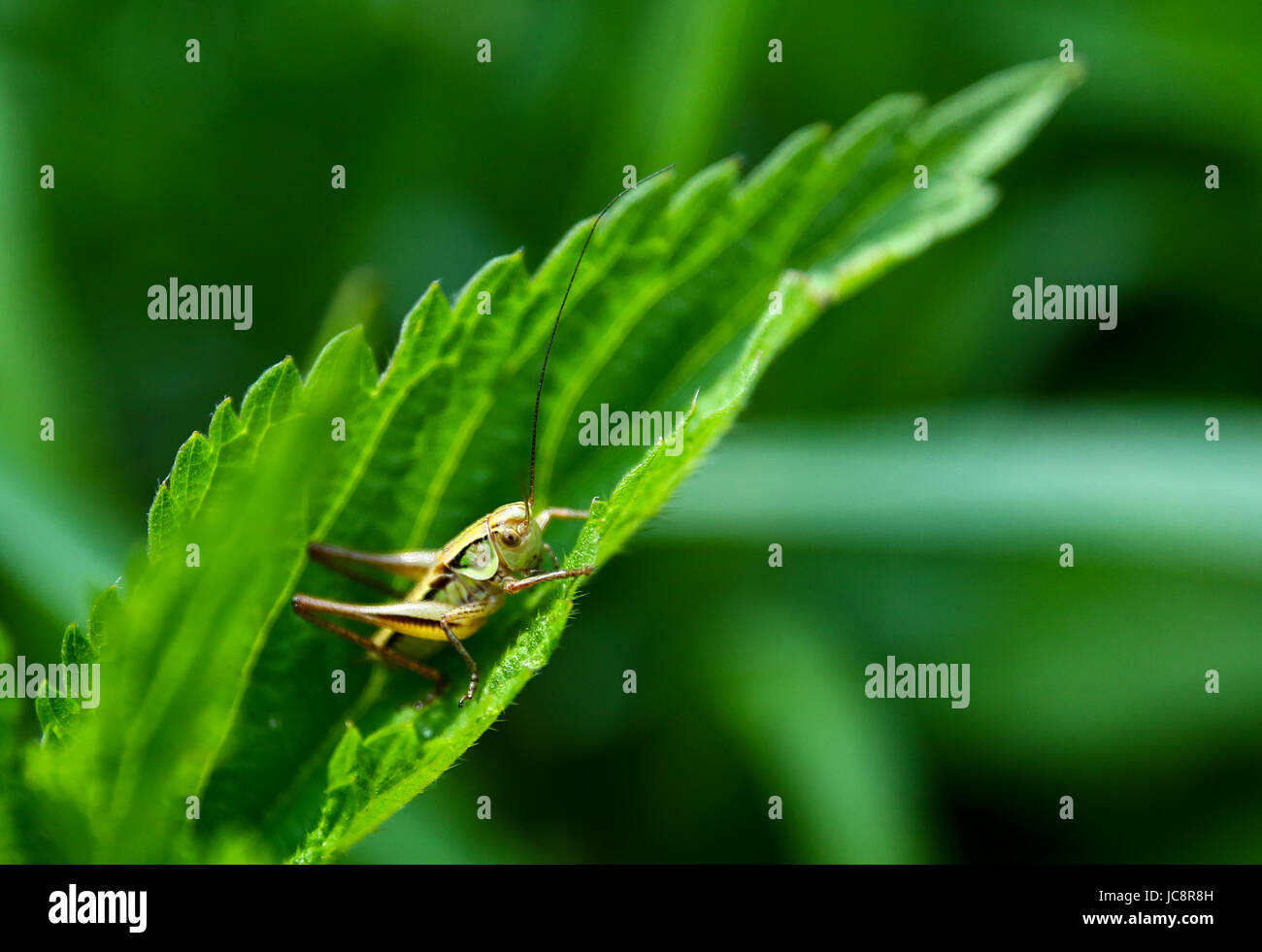 Caterpillars brown tailed moths hi-res stock photography and images - Alamy