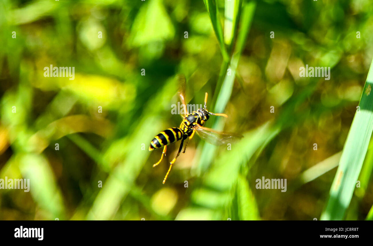 Mazovia, Poland. 14th June, 2017. Poland, Mazovia, 14th June 2017 ...