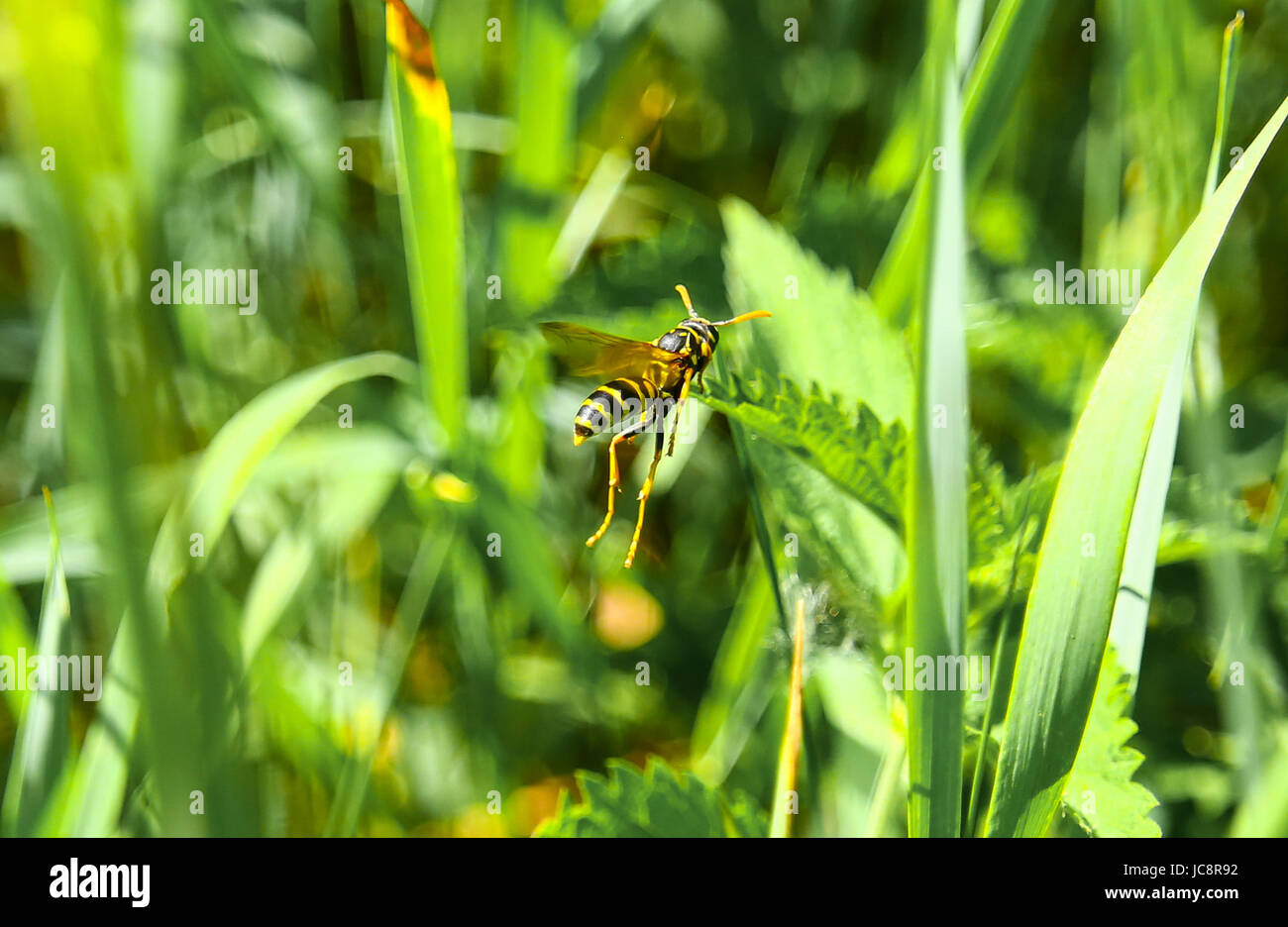 Caterpillars brown tailed moths hi-res stock photography and images - Alamy