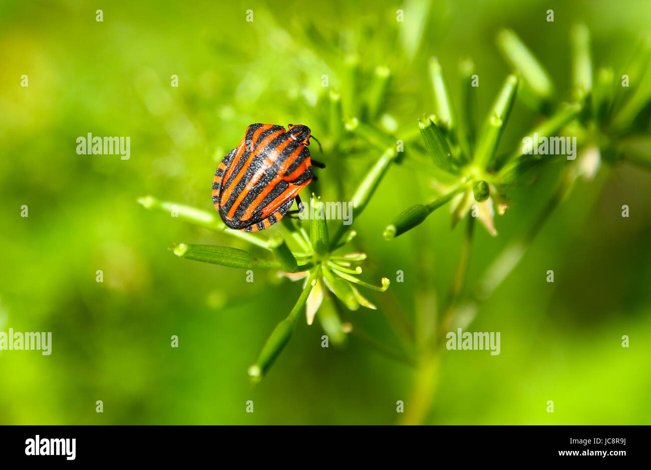 Bush hopper butterfly hi-res stock photography and images - Alamy