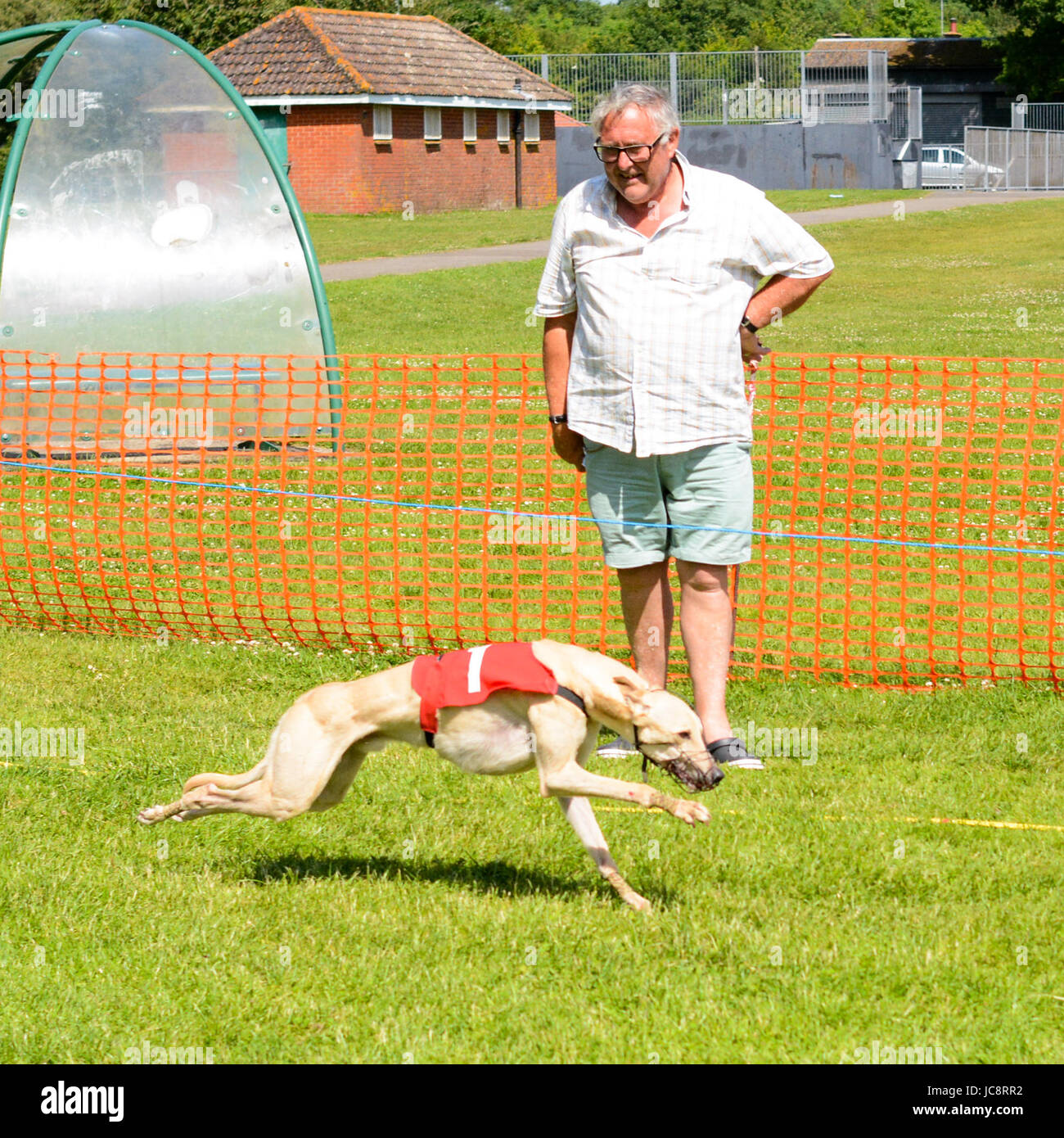 Racing whippet hi-res stock photography and images - Alamy