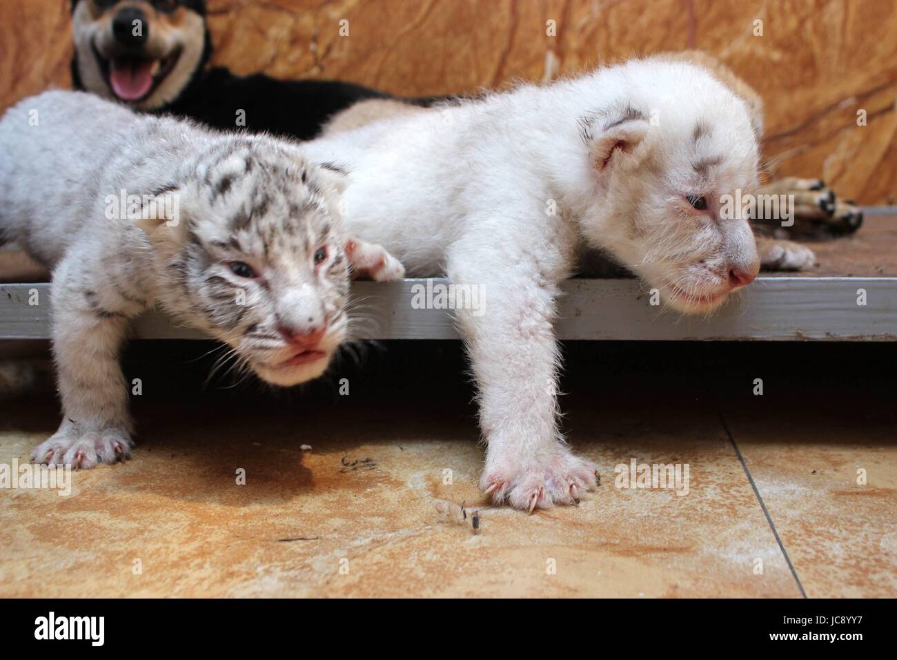 Rongcheng, China. 14th June, 2017. A dog breastfeeds tiger cubs can be ...