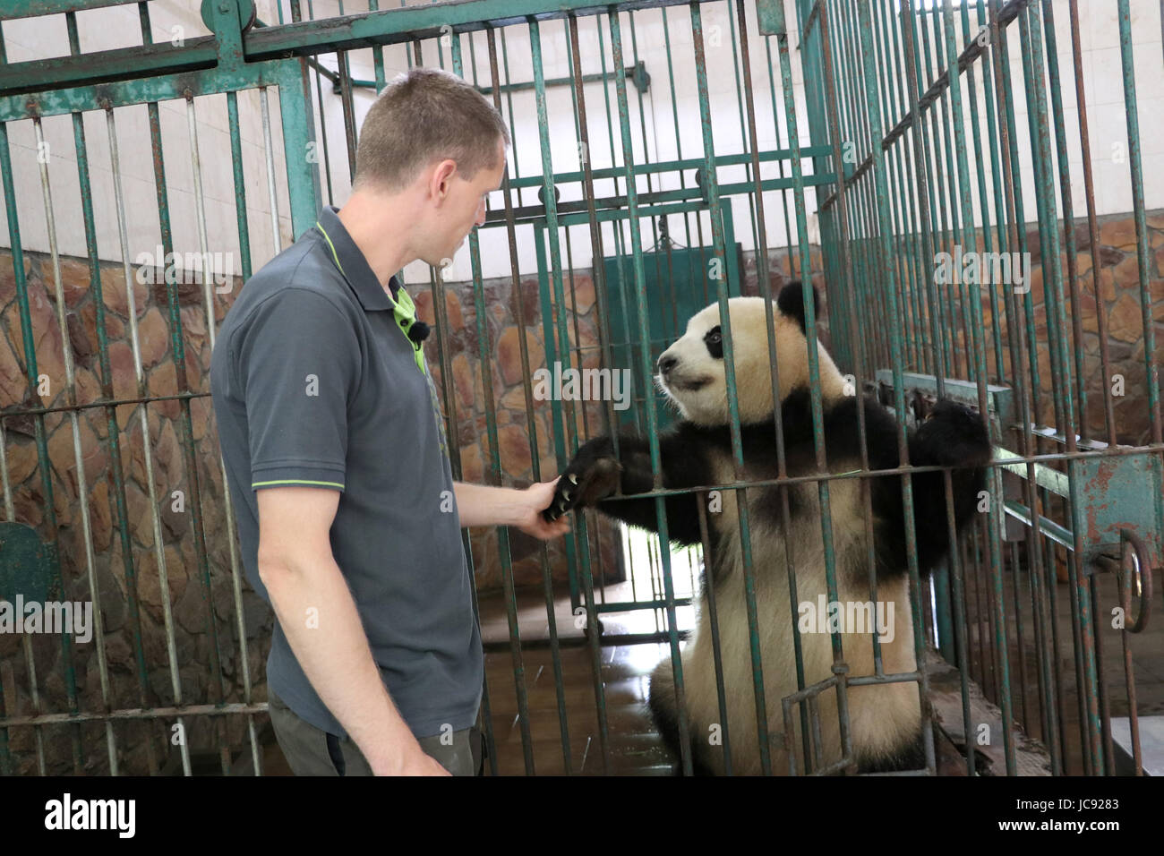 Zoo keeper from Berlin Christian Toll with female panda Moeng Moeng at ...