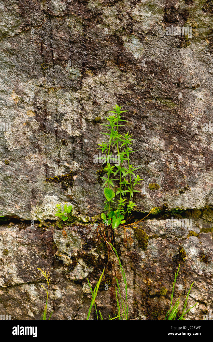Plants growing on a stone wall Stock Photo - Alamy